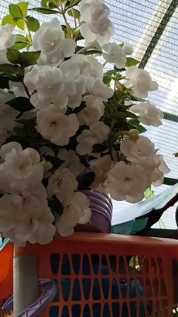 Double Picotee Rose