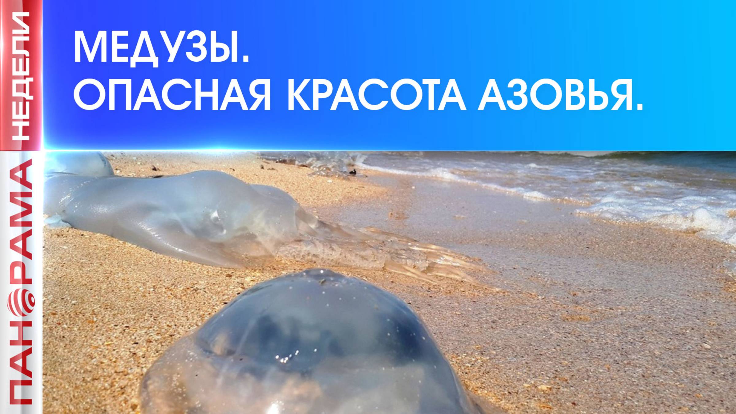 ⚡️ Опасность в воде. Азовское море заполонили медузы