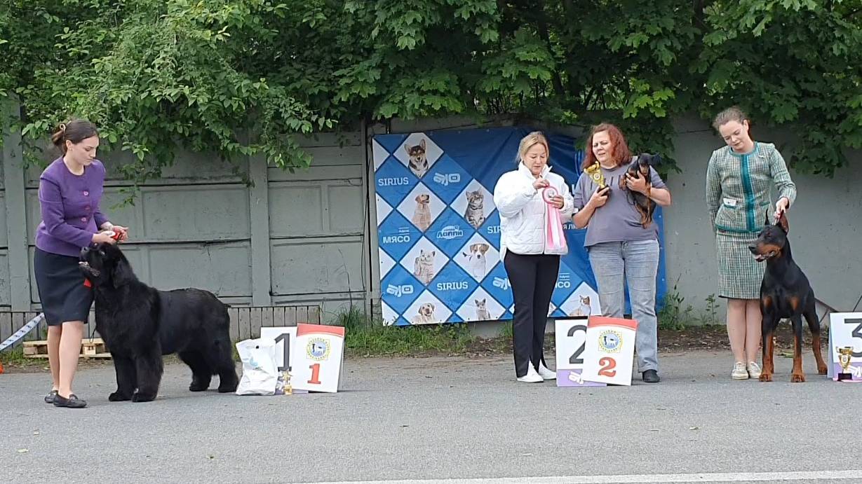 13.06.2025, СПб. Клуб "Беар-Лайк-2" (РКФ, РФЛС). Выставка собак САС 2 группы FCI