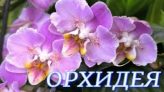 №1106/ СВЕЖИЕ сортовые ОРХИДЕИ в маг. ОРХИДЕЯ