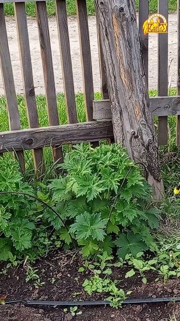 Силар