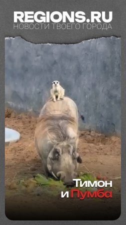 Тимон и Пумба