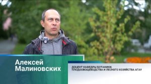 Август только начался, а листва с деревьев уже опадает в городах и сёлах Алтайского края
