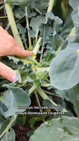 Брокколи. Не спешите убирать стебли и корни после срезки