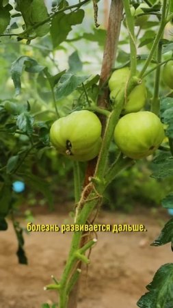 От обработок будет польза, только если знаете этот нюанс! Почему не срабатывают препараты