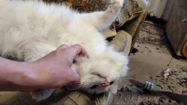 Кот Сёма высох, балдеет.