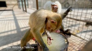 Лида, ты должна родить первой! Люся пленила Елисея - теперь целиком и полностью! Гамадрильи страсти)