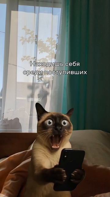 Показываем на котиках наших абитуриентов 🐈
