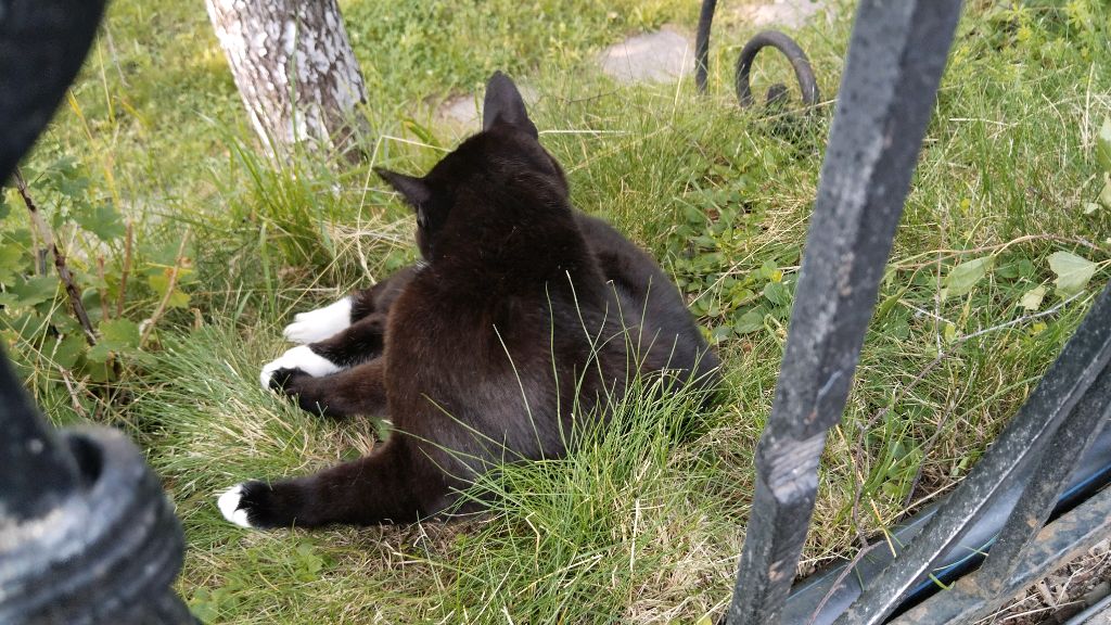 трансляция