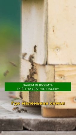 Хотите знать больше про пчеловодство? Смотрите полный выпуск на канале  #пчеловодство #пчелы