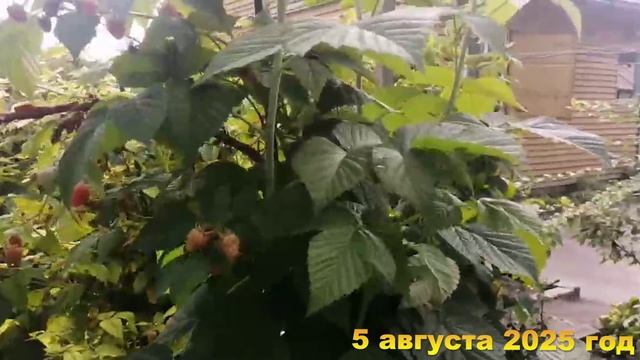 7 соток. Как вырастить крупную малину. Хроника 5 августа 2025 год