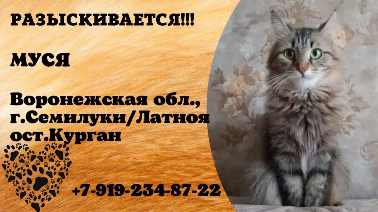 Пропала кошка! МУСЯ. Воронежская обл., г.Семилуки/Латноя.