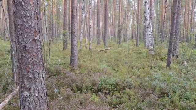 Десант на болото