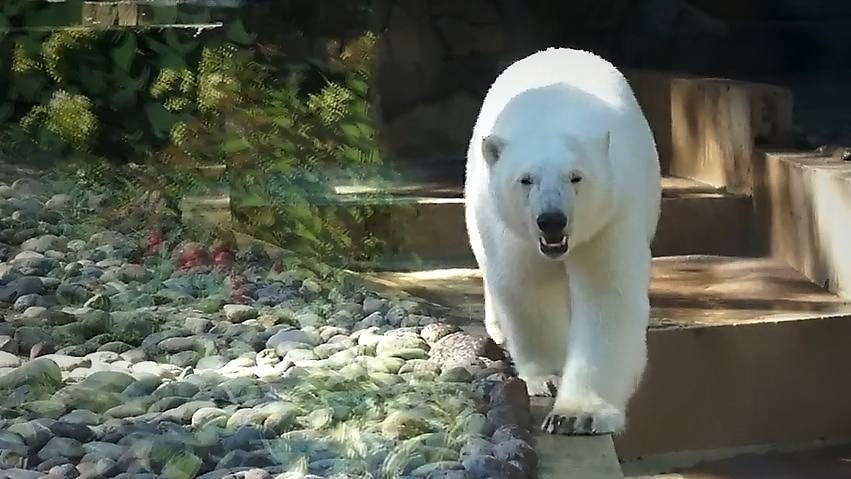 Медвежата Белка и Стрелка красиво отдыхают, но ускорение придает шум проезжающей машины с едой.