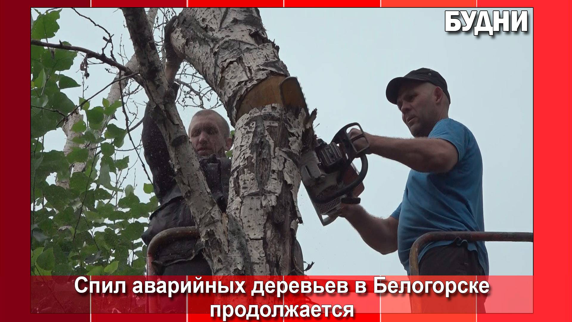 С улиц Белогорска уже убрали более 100 аварийных деревьев