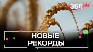 Подмосковные аграрии побили мировой рекорд по урожайности пшеницы