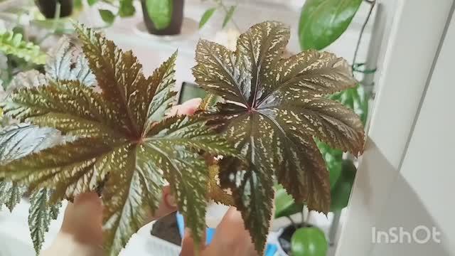 1000007807.mp4