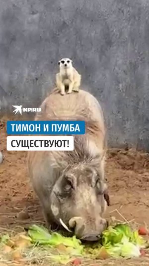 Тимон и Пумба существуют!