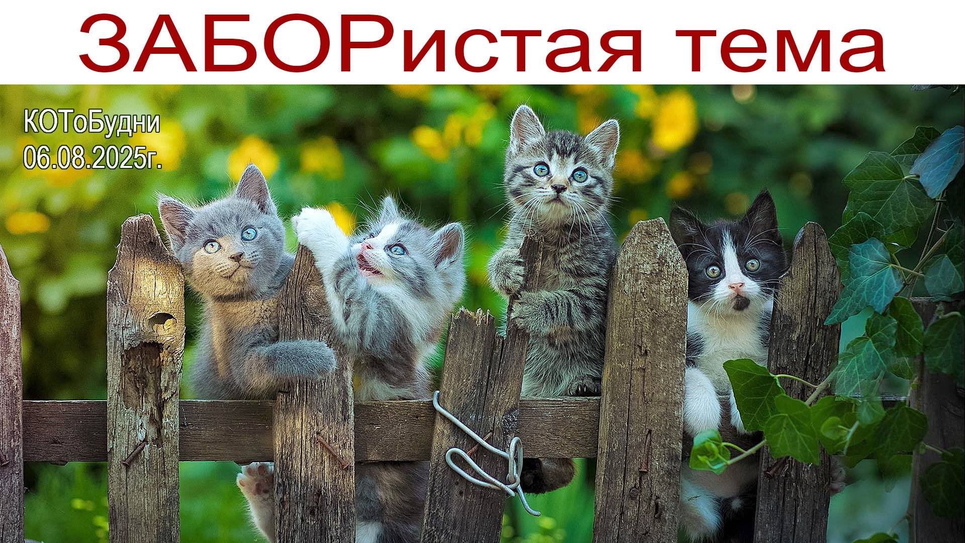 ЗАБОРистая тема в загородном доме или КОТоБудни начала августа 2025г.