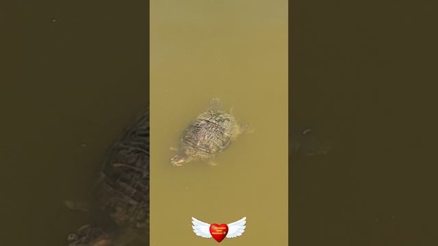 Ростовский зоопарк, город Ростов-на-Дону. Август 2025. 🍀 Комиссаров Эдуард Михайлович 🍀 #ростов