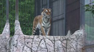 (5.08.2025) День тигра отметили в парке "Сихотэ-Алинь" Комсомольска