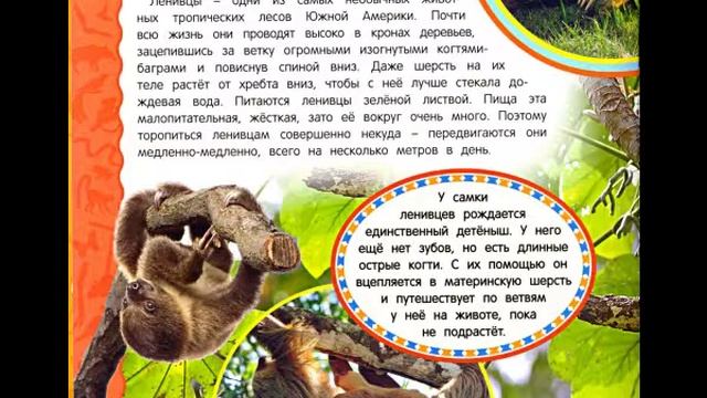 Животные джунглей. 5 часть. Ленивец и панголин