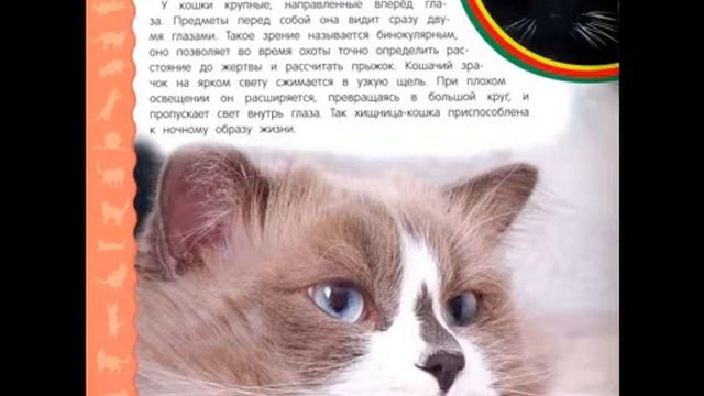 Кошки и котята. Часть 3. Мир глазами кошки. Самая первая энциклопедия