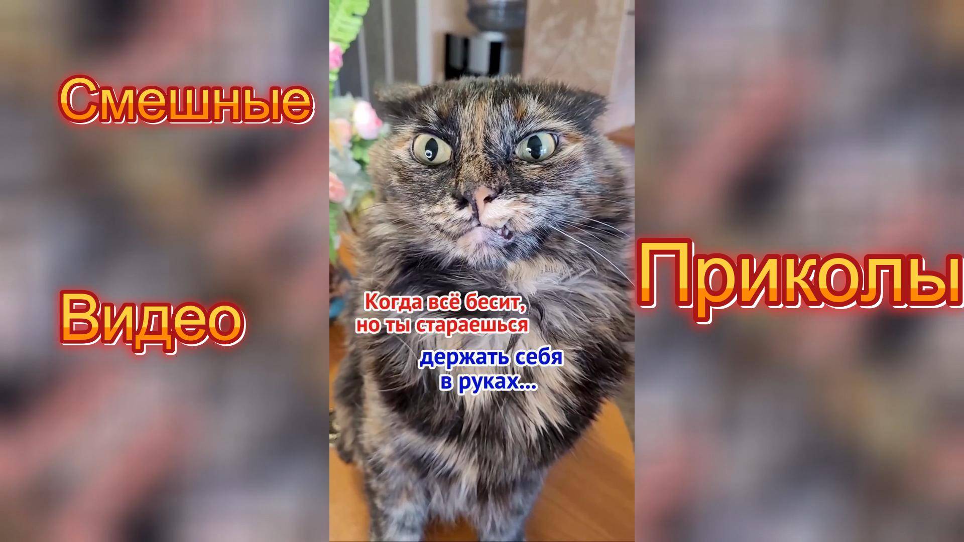 Самые смешные видео приколы|Юмор и Приколы