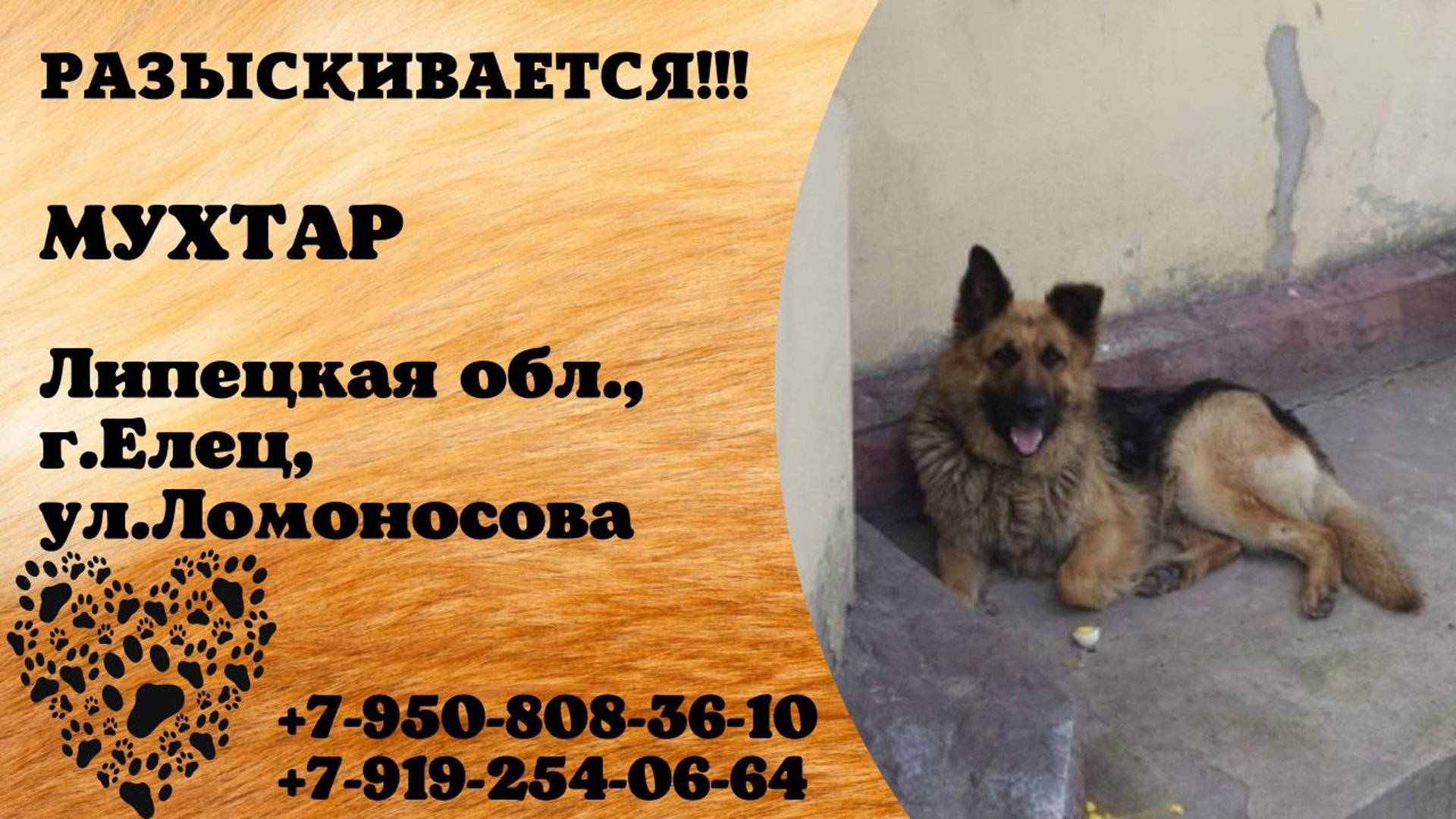 Пропала собака! МУХТАР. Липецк обл, г. Елец