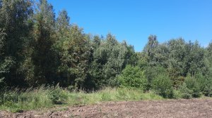 в лес за грибами