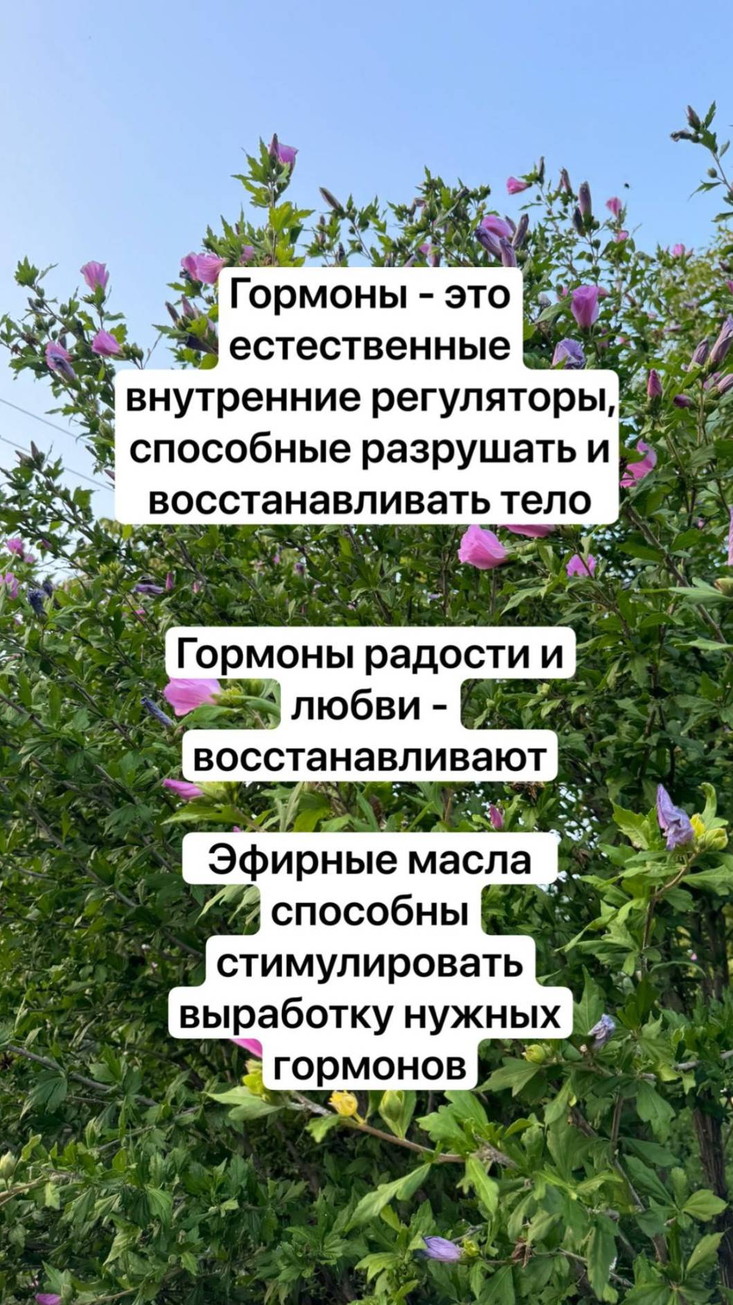 Запахи, которые возвращают нас к себе
