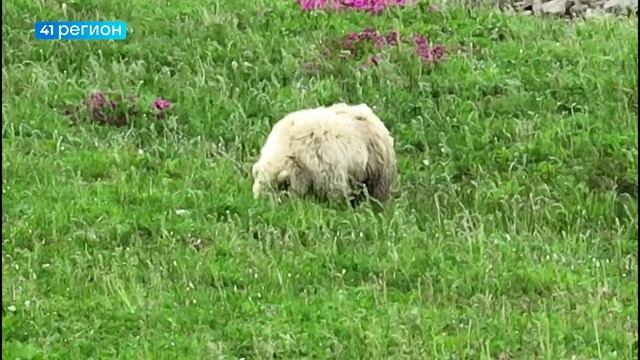 МЕДВЕДЕЙ С НЕТИПИЧНО СВЕТЛОЙ ШЕРСТЬЮ ВСТРЕТИЛИ ПО ДОРОГЕ НА ГОРЕЛЫЙ • БЕЗ КОММЕНТАРИЕВ