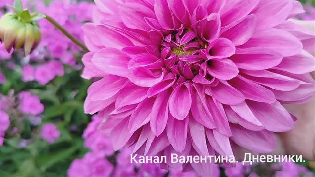 Кейси. Огуречная история. Флоксы