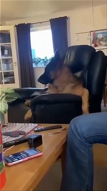 Даже СОБАКИ ОКУЛЬТУРИВАЮТСЯ, а ты нет...