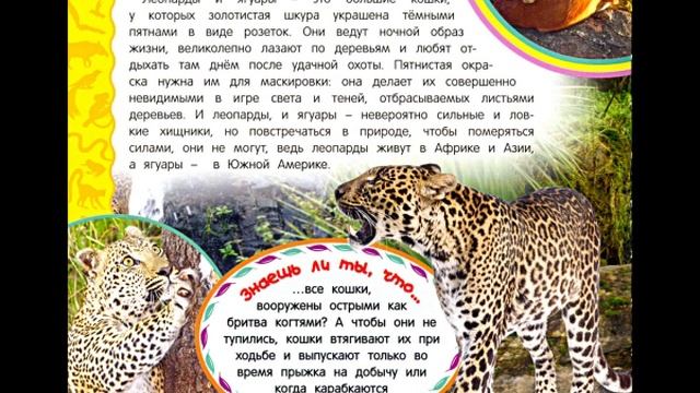 Животные джунглей. 3 часть. Леопарды и ягуары
