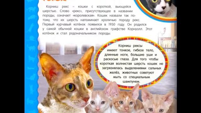 Кошки и котята. Часть 14. Курчавые и даже... голые. Самая первая энциклопедия