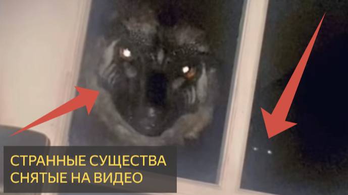Самые пугающие существа, пойманные на камеру слежения 2025