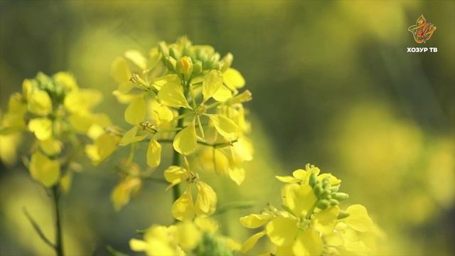 Үсемлекләр ничек сакланалар? | Гаҗәеп дөнья серләре. Үсемлекләр дөньясы