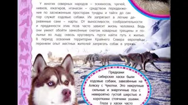 Собаки и щенки. Часть 10. По заснеженным просторам. Самая первая энциклопедия