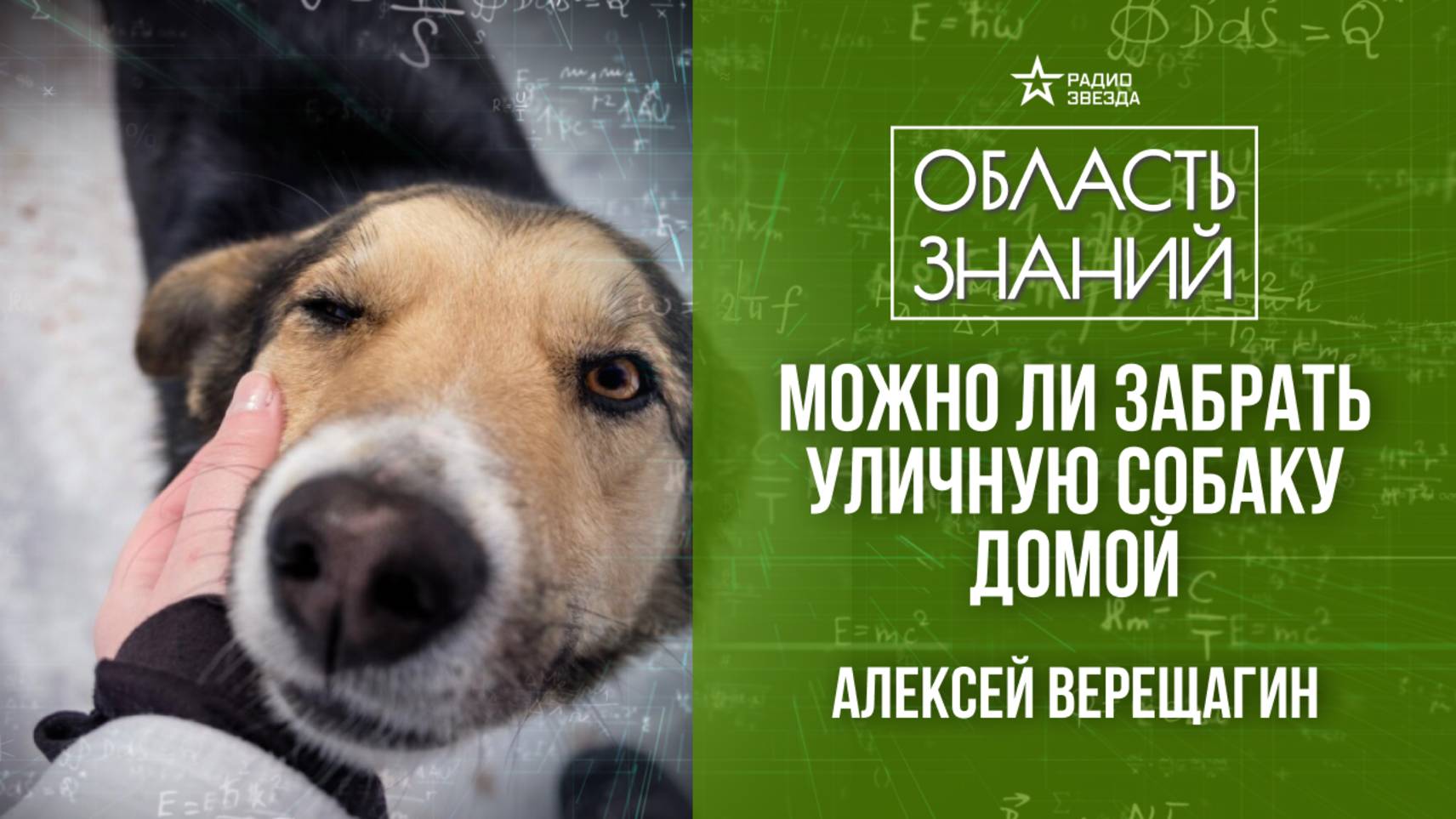 Как собаки приспособились к жизни в городе? лекция зоолога Алексея Верещагина