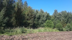 в лес за грибами