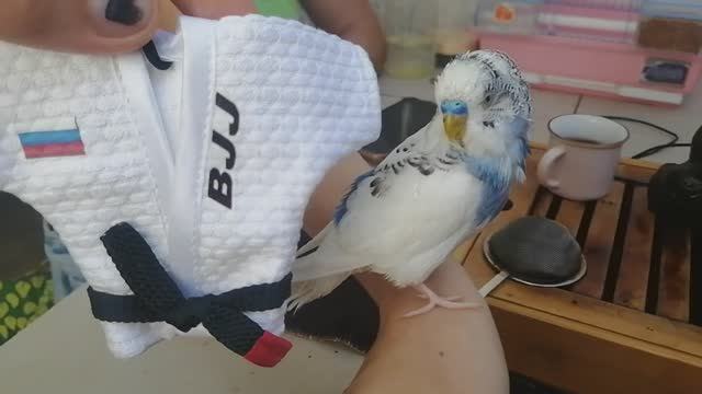 Кимоно для попугая