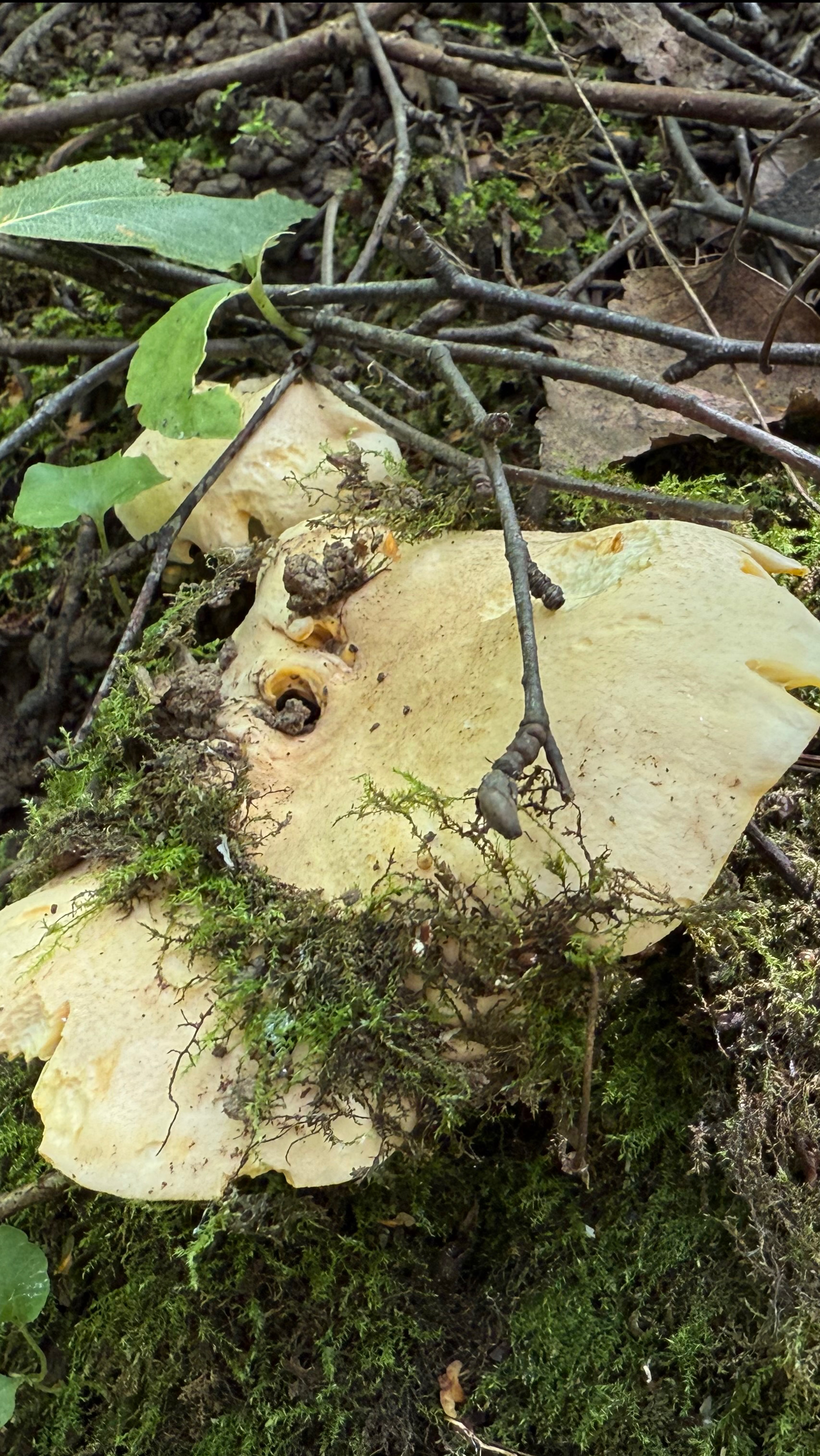 ❗️Наша разведка в лес Фатежского района Курской области 🍄🟫 06.08.2025 г.❗️