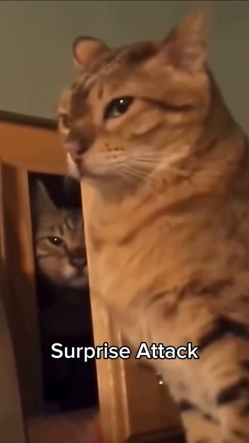 POV You Interrupt a Feline Street Fight 🐱🚫🐱   Calm Was Never an Option #catshorts #cat #cats