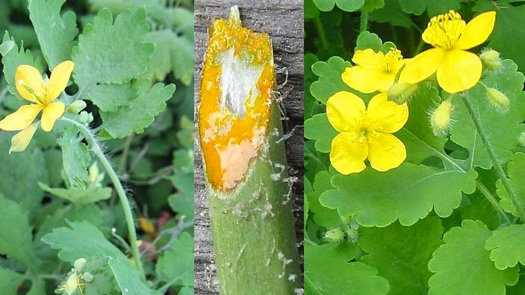 Готовим раствор из ЧИСТОТЕЛА для выведения бородавок,родинок,папиллом