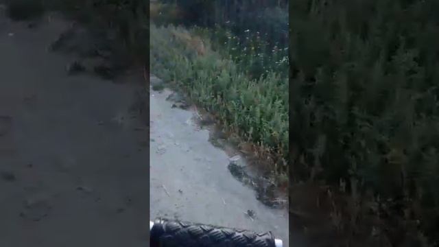 Просшяй деревя