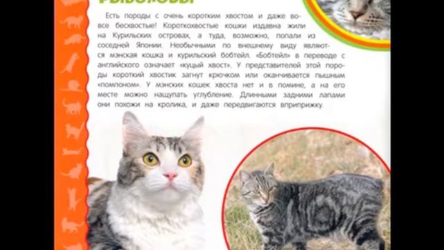 Кошки и котята. Часть 13. Бесхвостые рыболовы. Самая первая энциклопедия