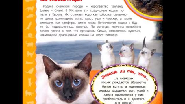 Кошки и котята. Часть 10. Восточные красавицы. Самая первая энциклопедия