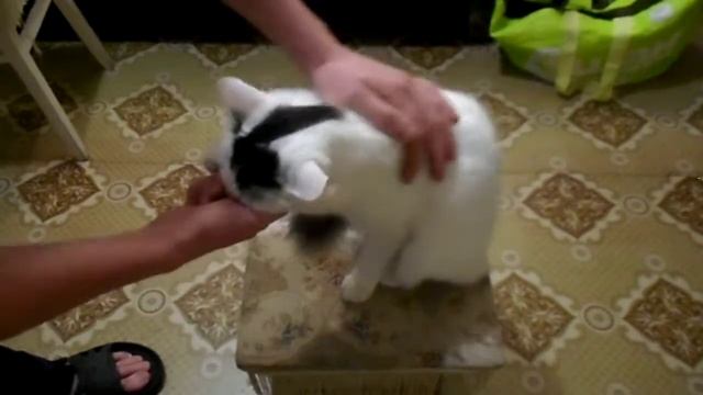 Как научить кота выполнять команды