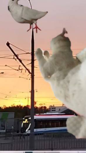 Нежный кусь